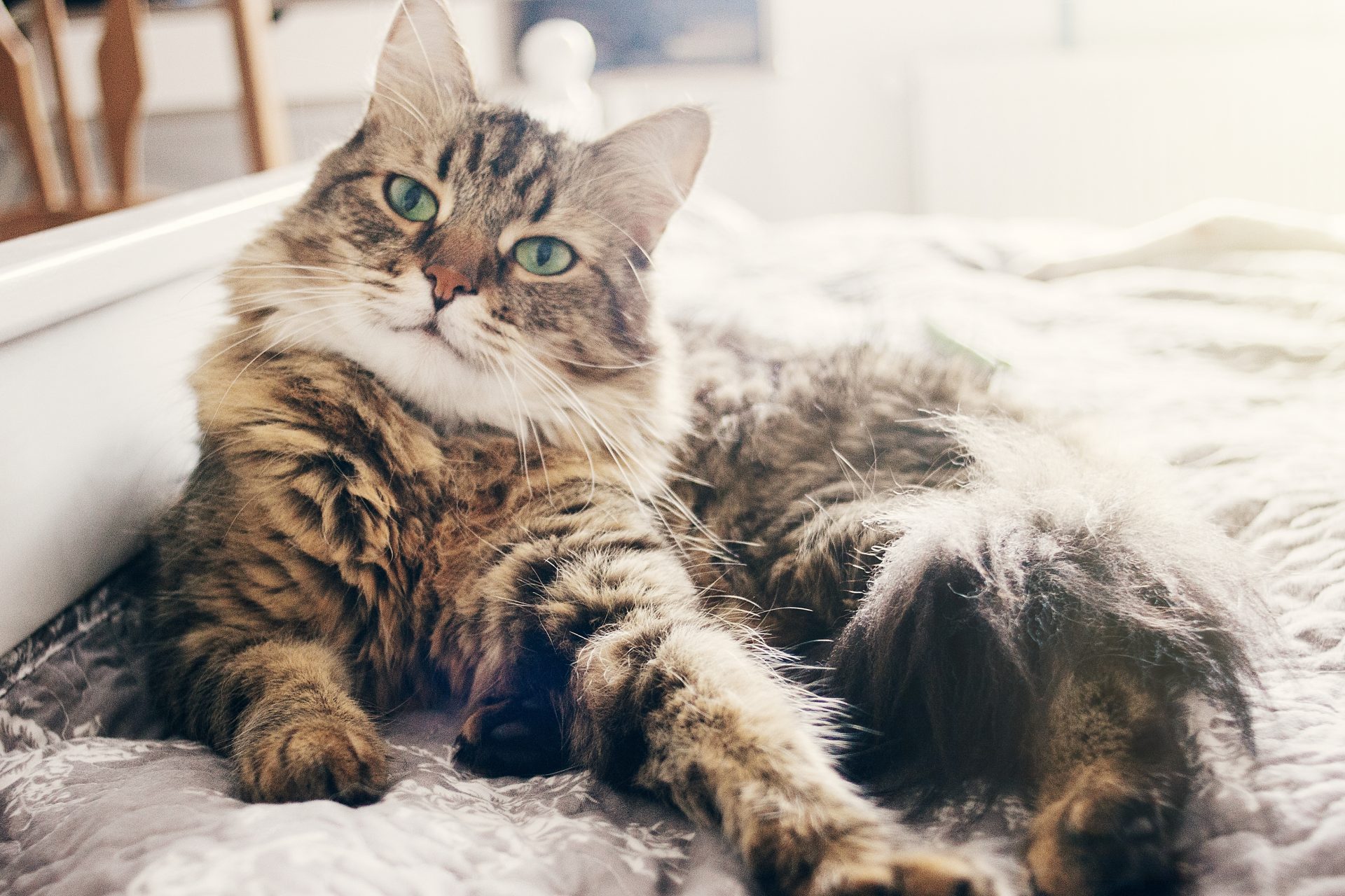 UK’s Most Popular Cat Breeds - British Pet Insurance