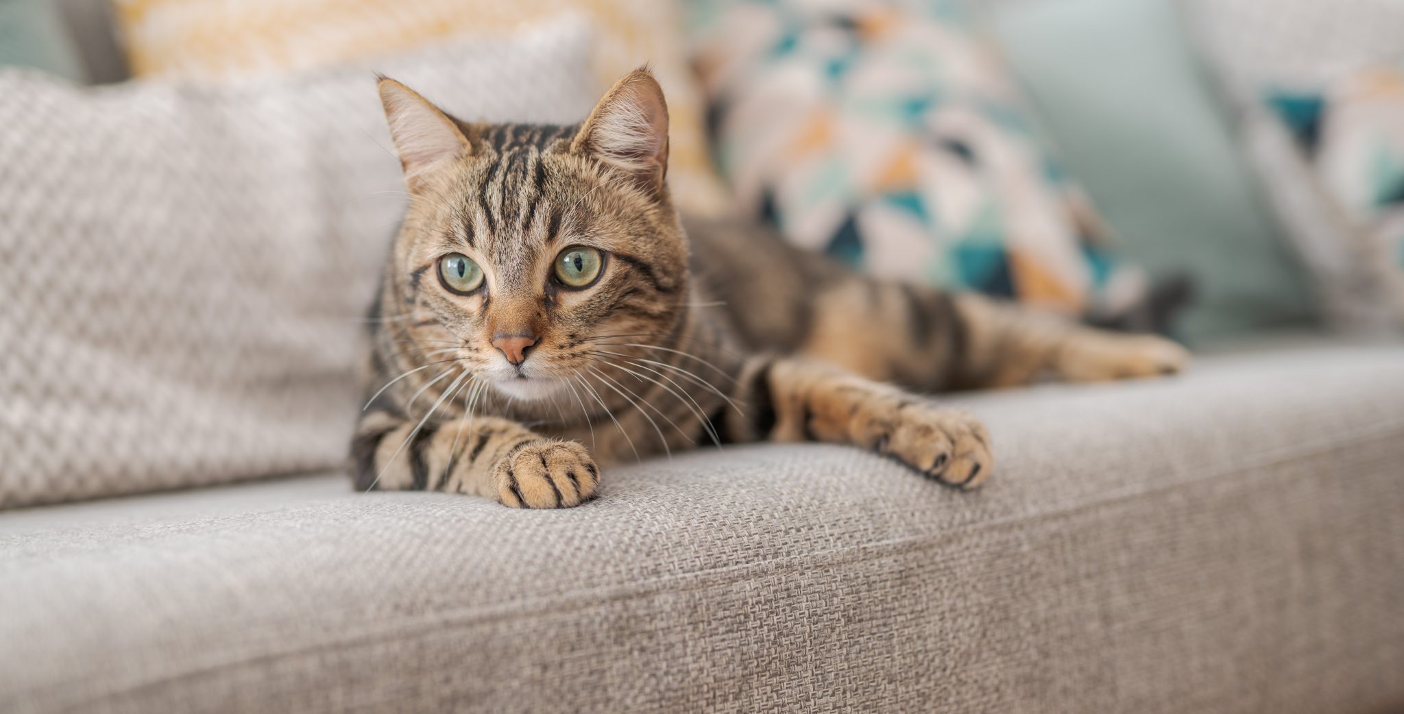 UK’s Most Popular Cat Breeds - British Pet Insurance