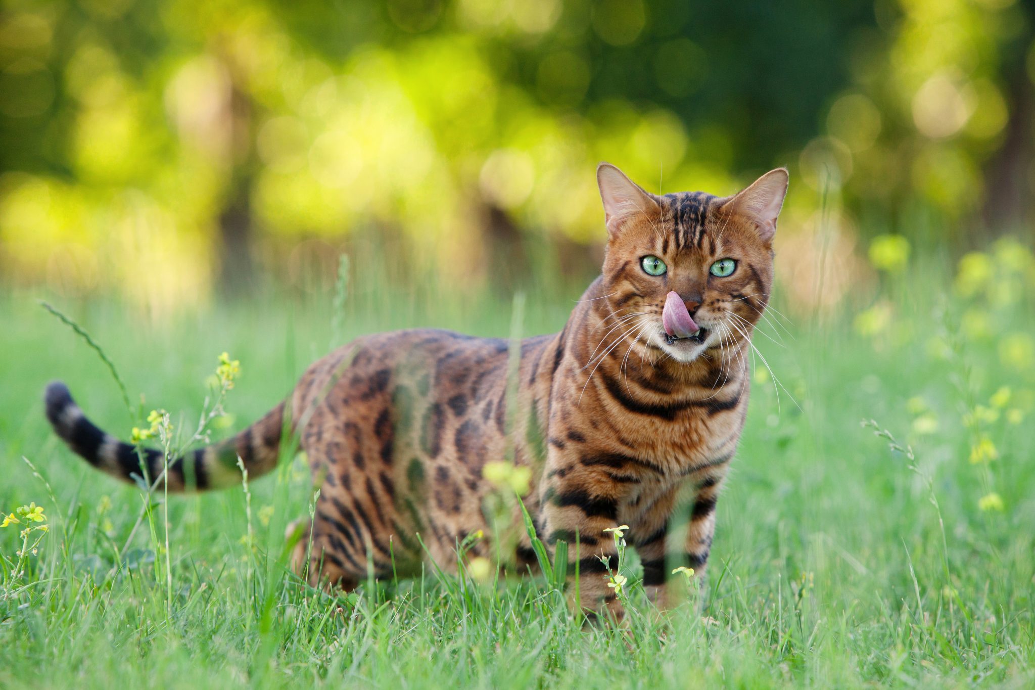 UK’s Most Popular Cat Breeds - British Pet Insurance