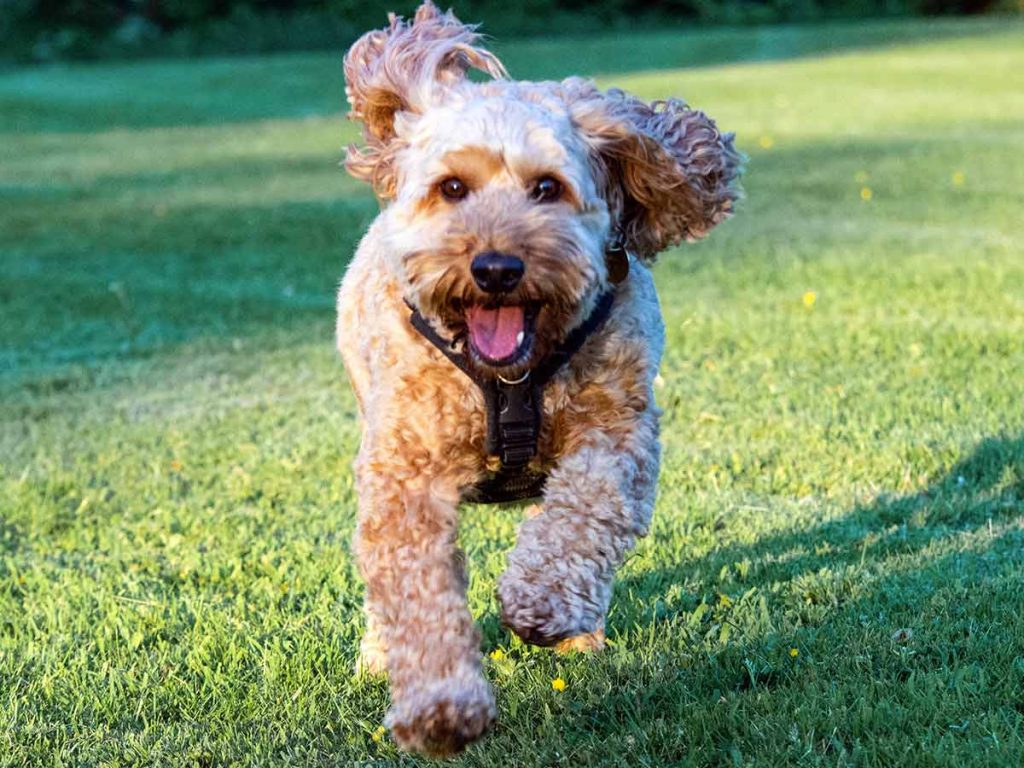 Most Popular Dog Breeds In The UK – part one