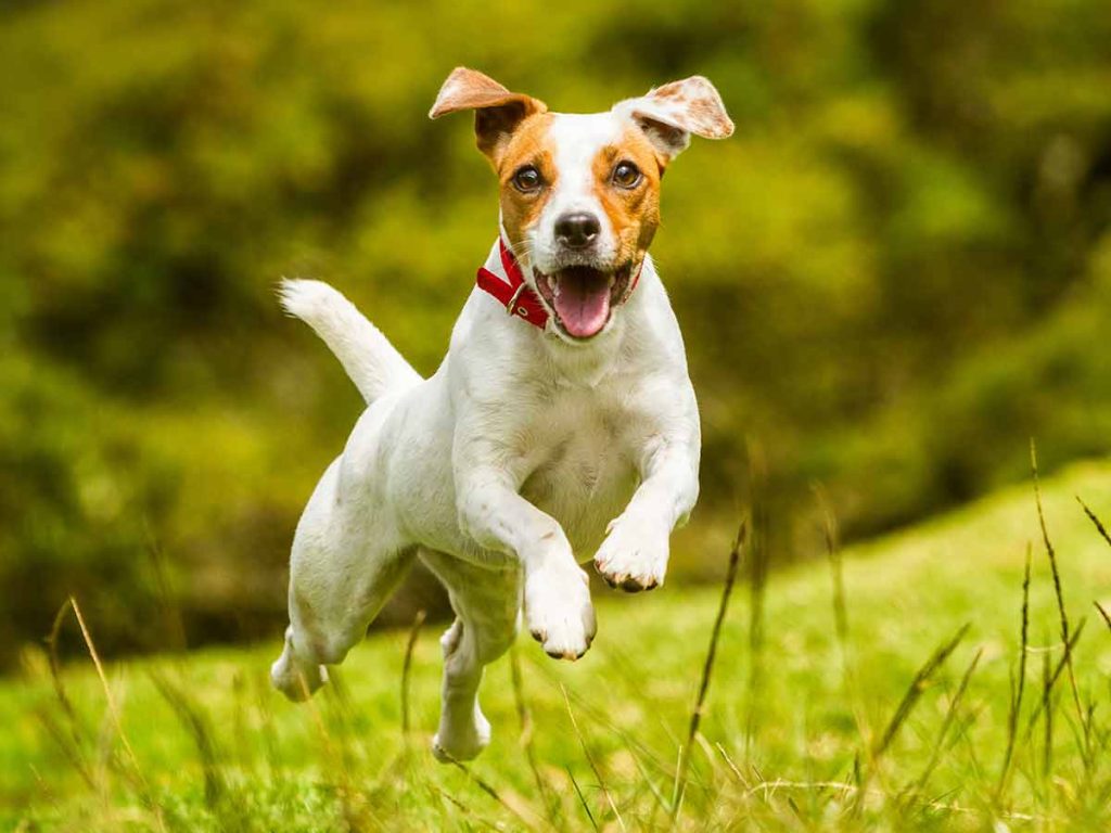 Most popular small breed dogs in the UK
