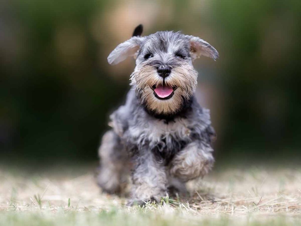 Most popular small breed dogs in the UK