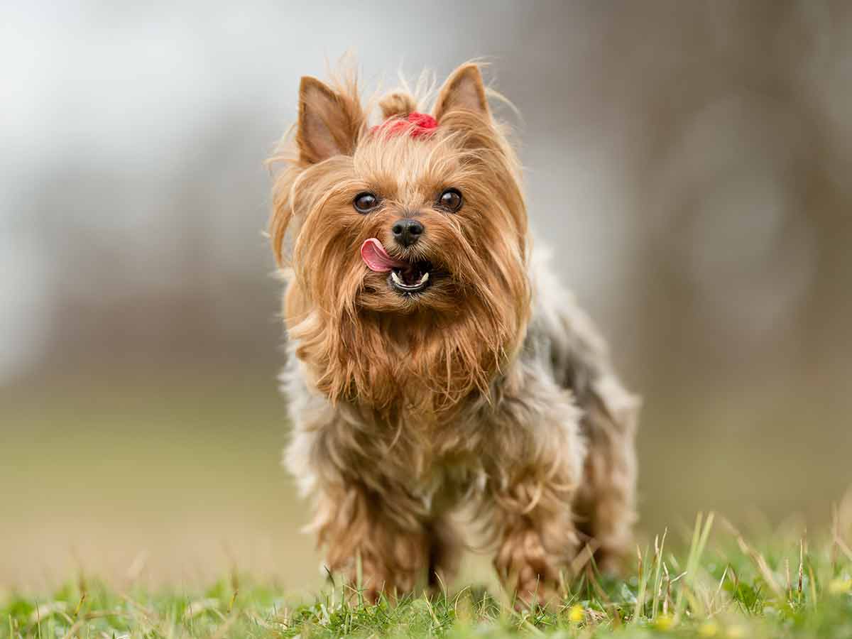 Most popular small breed dogs in the UK