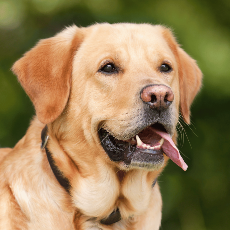 Obesity. A big, fat problem. - Dr. Sophie Bell - British Pet Insurance