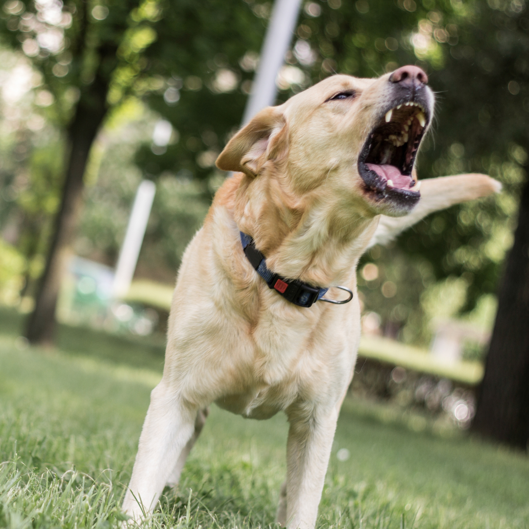 Rise in Postal Worker Dog Attacks - British Pet Insurance