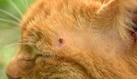 The Tick List - Dr. Sophie Bell - British Pet Insurance